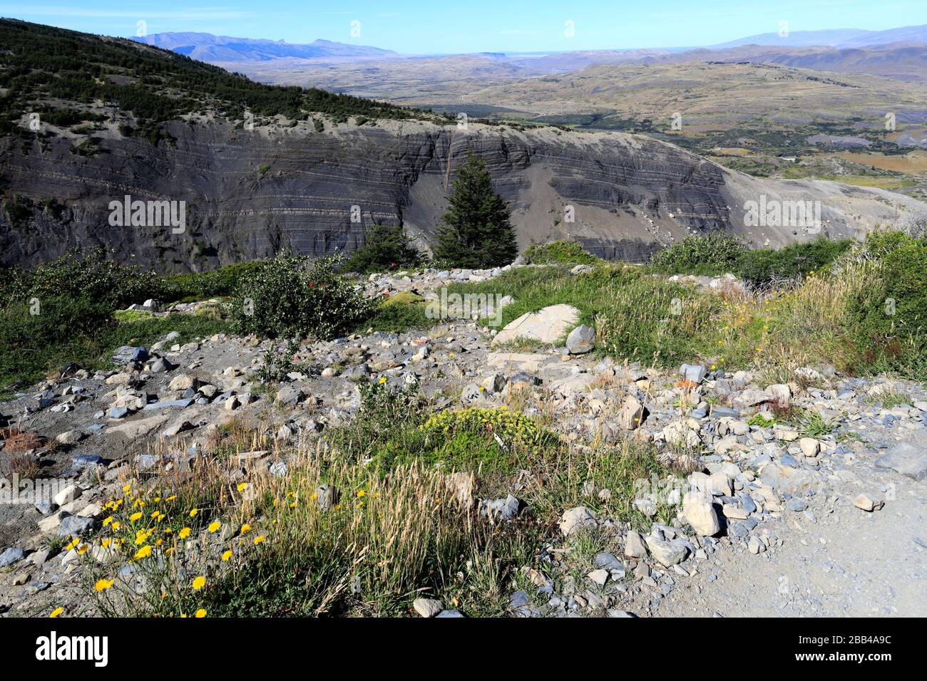 Wild flower meadow in Torres del Paine national park, Patagonia Steppe ...