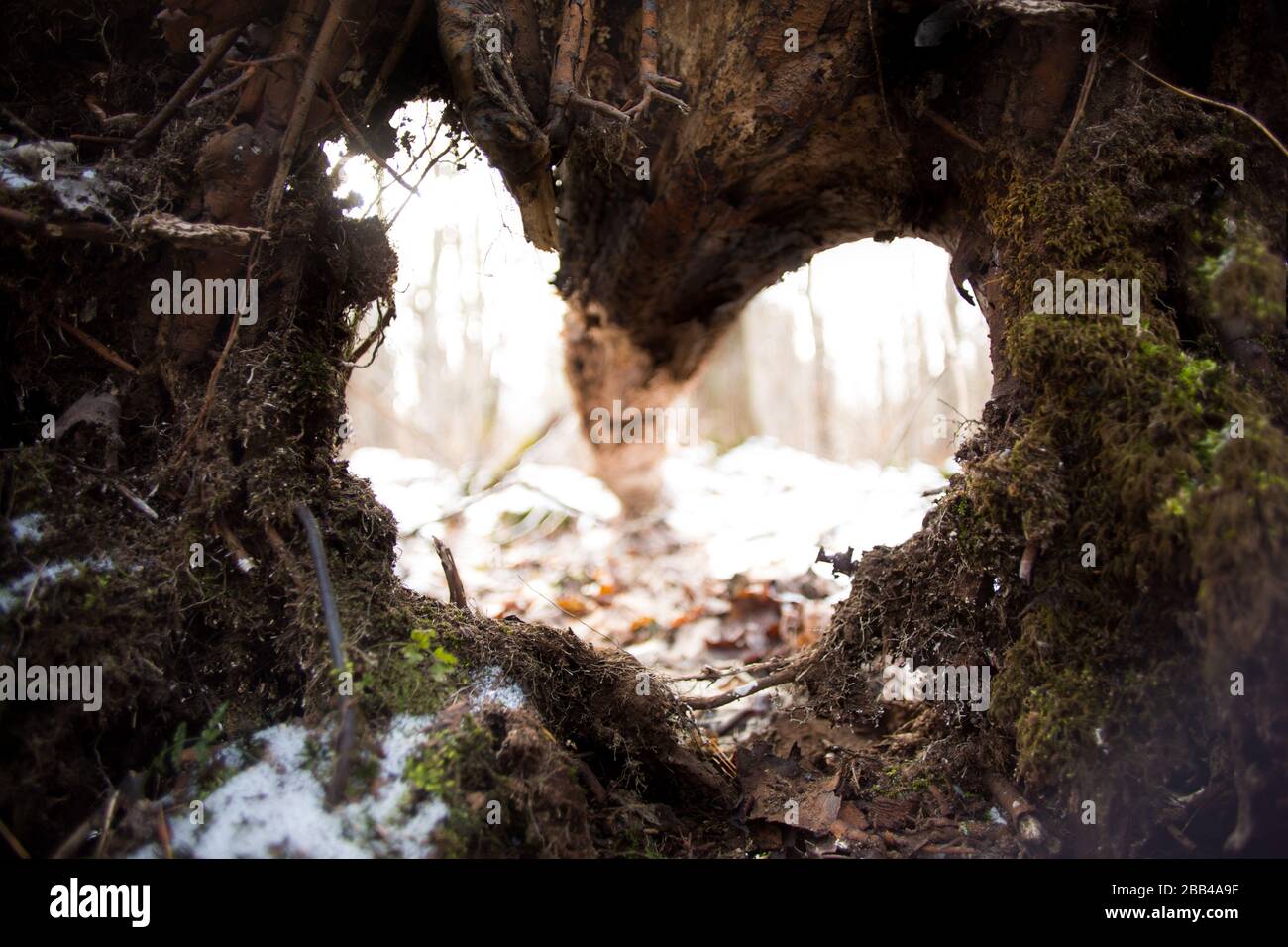 Tree heart shape sign hi-res stock photography and images - Alamy