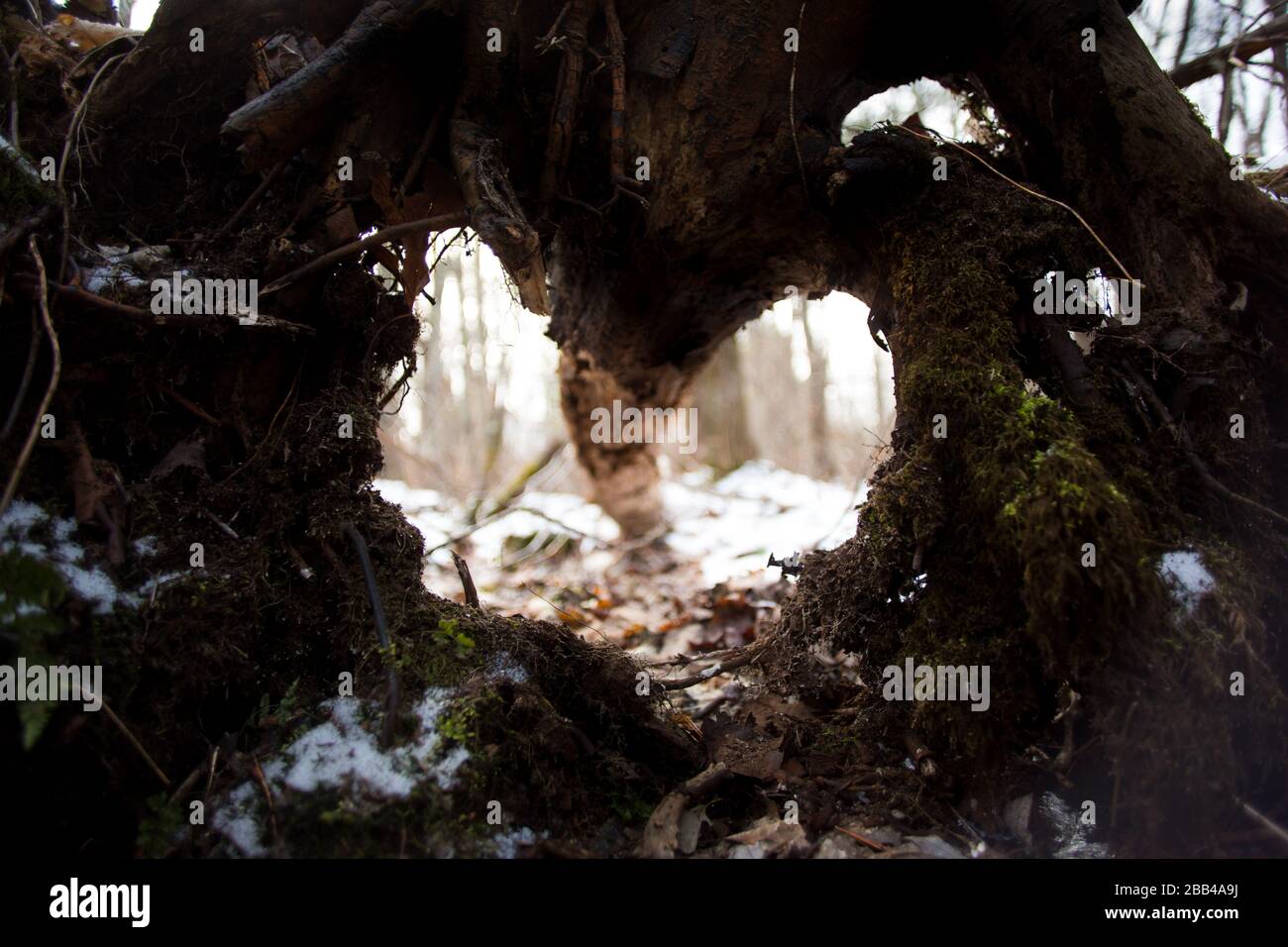 World roots hi-res stock photography and images - Alamy