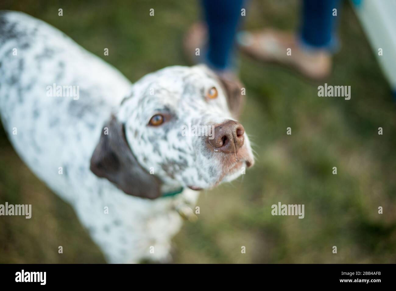 Pointer retriever breed hi-res stock photography and images - Alamy