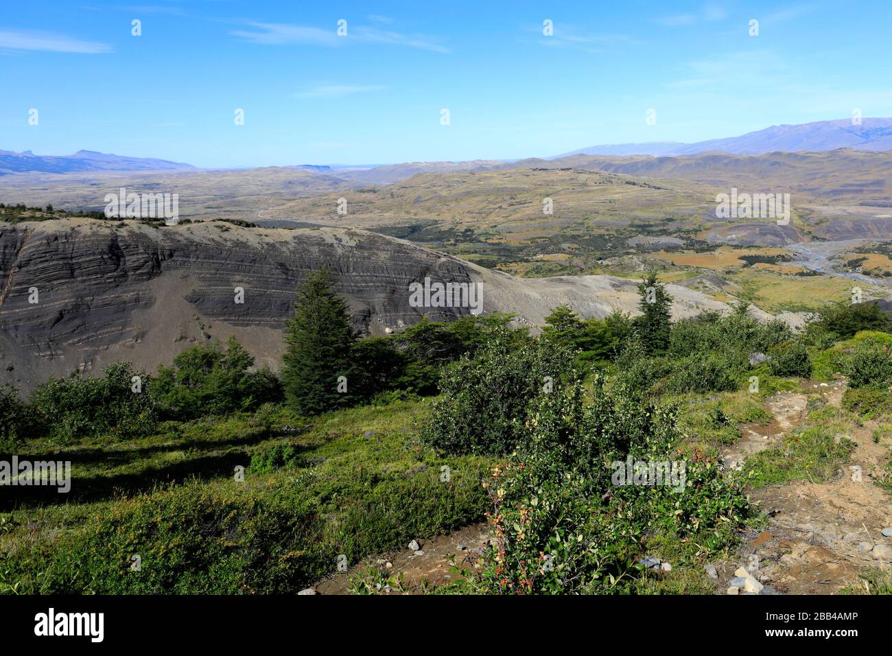 Wild flower meadow in Torres del Paine national park, Patagonia Steppe ...