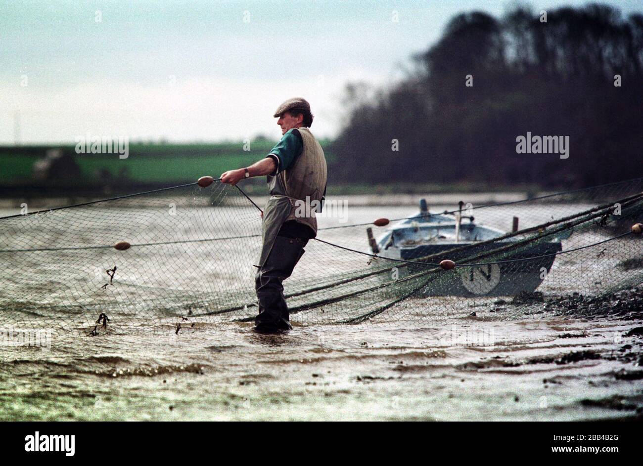 A fisherman catching salmon using a sweep net at a netting station on ...
