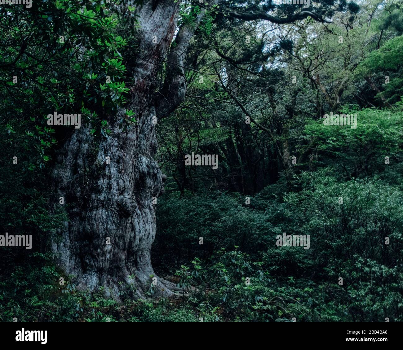 Sugi tree hi-res stock photography and images - Alamy