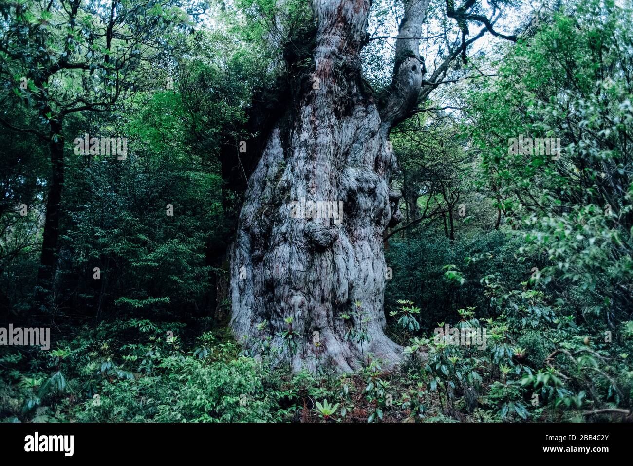 Ancient cedar tree hi-res stock photography and images - Alamy
