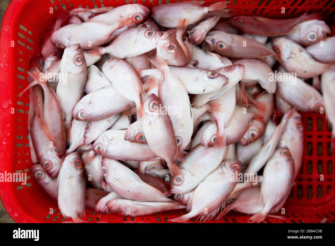 Fresh caught fish in a basket in a Hoi An fish market Stock Photo - Alamy