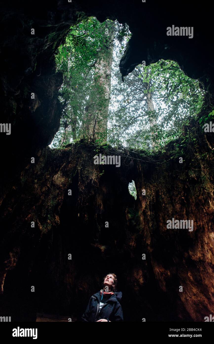 Wilson Stump, a heart-shaped window, in Yakushima, Japan Stock Photo ...
