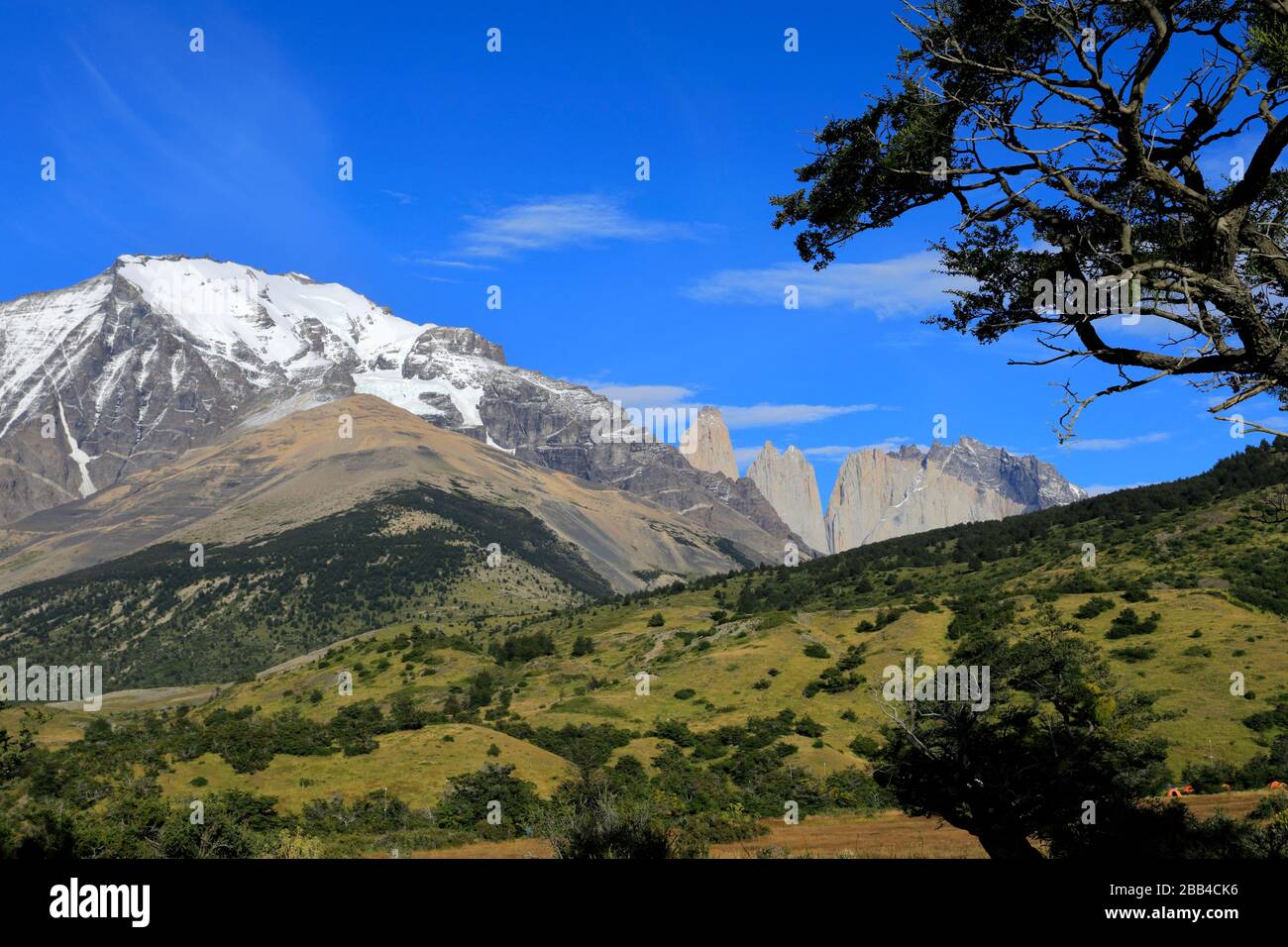 Wild flower meadow in Torres del Paine national park, Patagonia Steppe ...