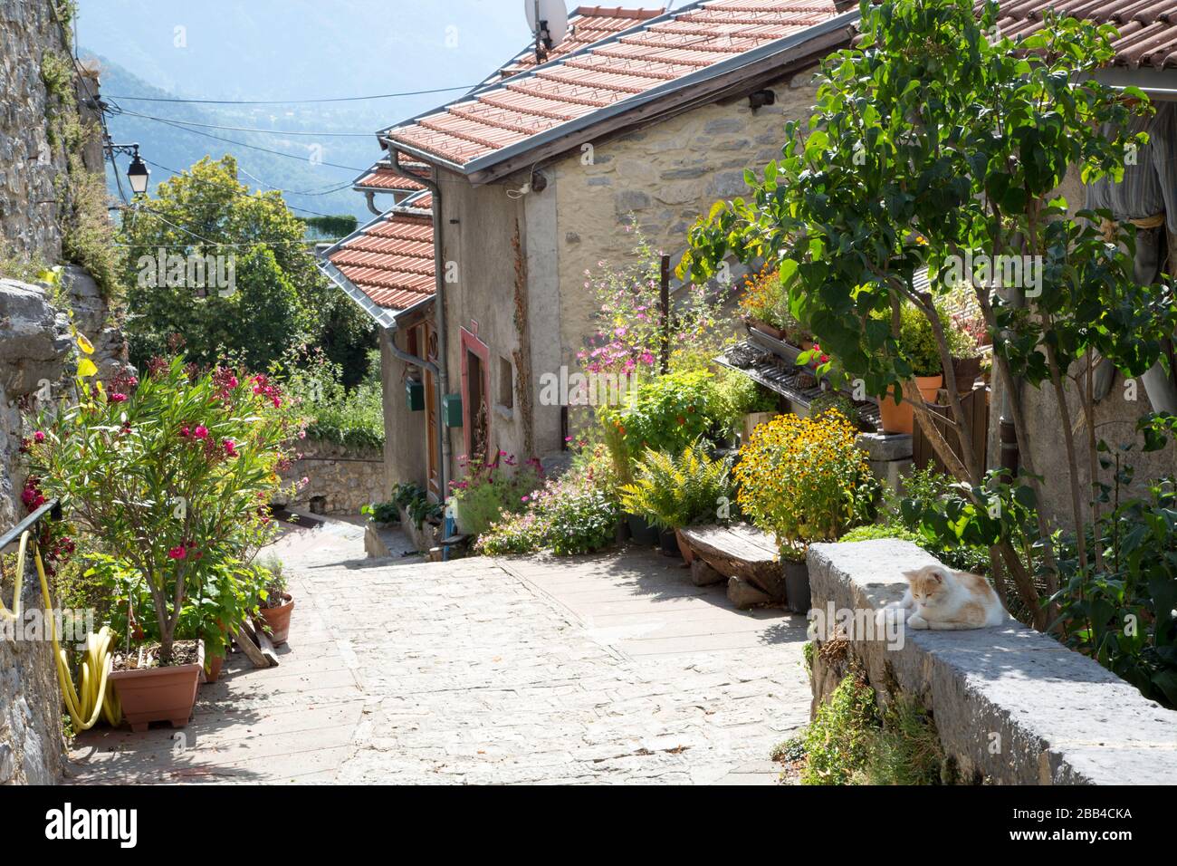 Venanson hi-res stock photography and images - Alamy