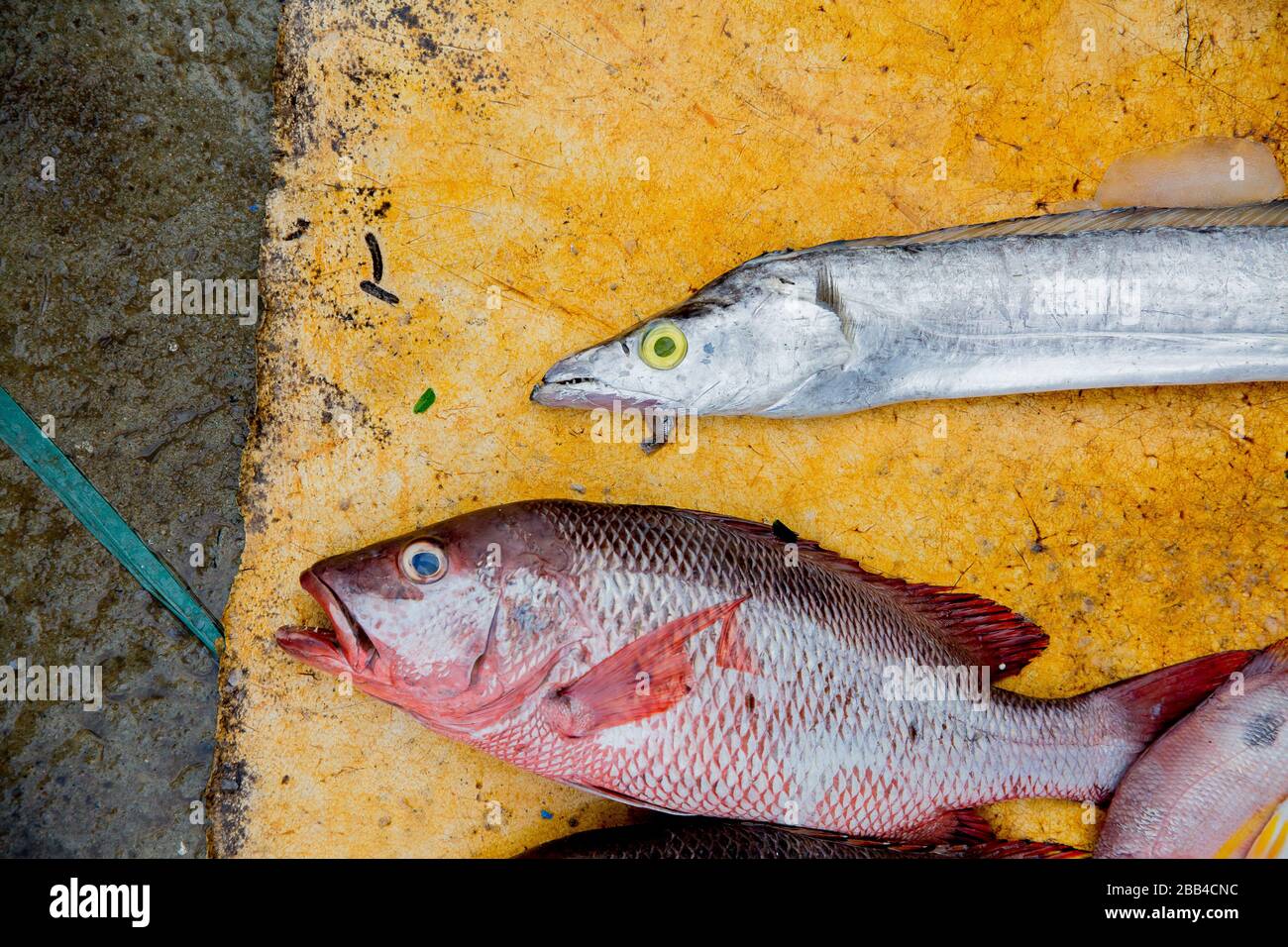 Fresh caught fish in a Hoi An fish market Stock Photo - Alamy