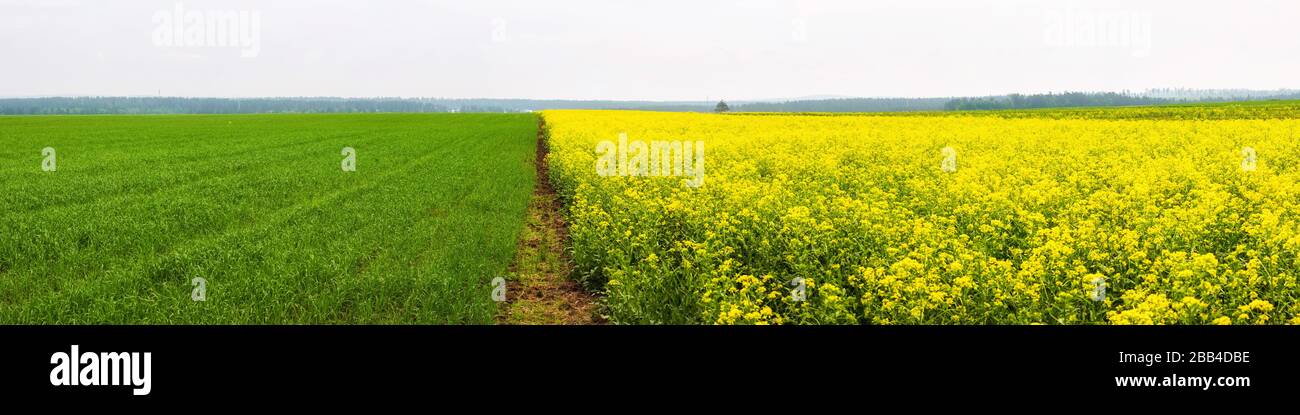 Yellow colza field and green wheat field separated by path in the ...