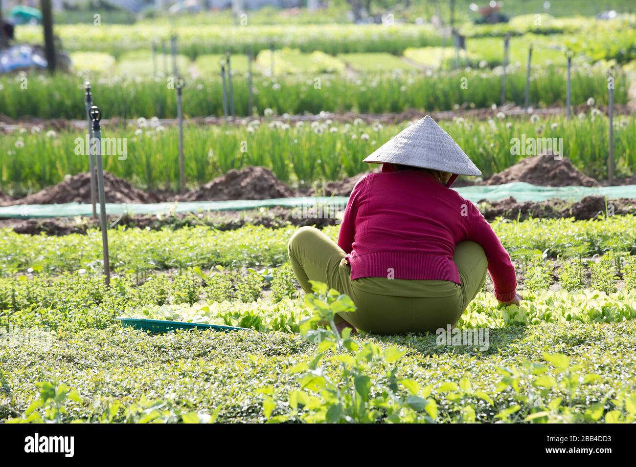 A Vietnamese worker squats down in a rice paddy Stock Photo - Alamy