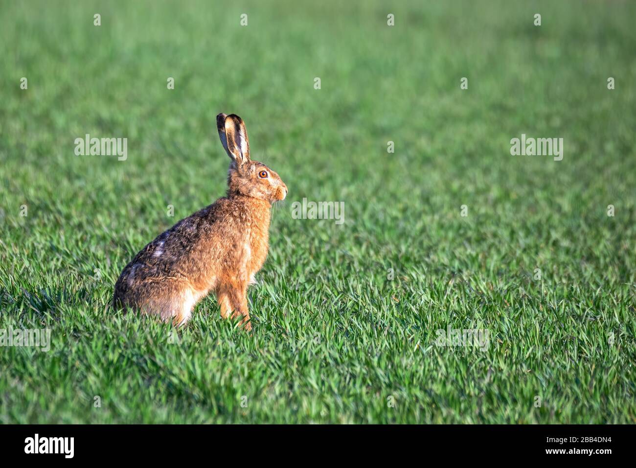 wild rabbit, European hare (Lepus europaeus) in green spring field ...