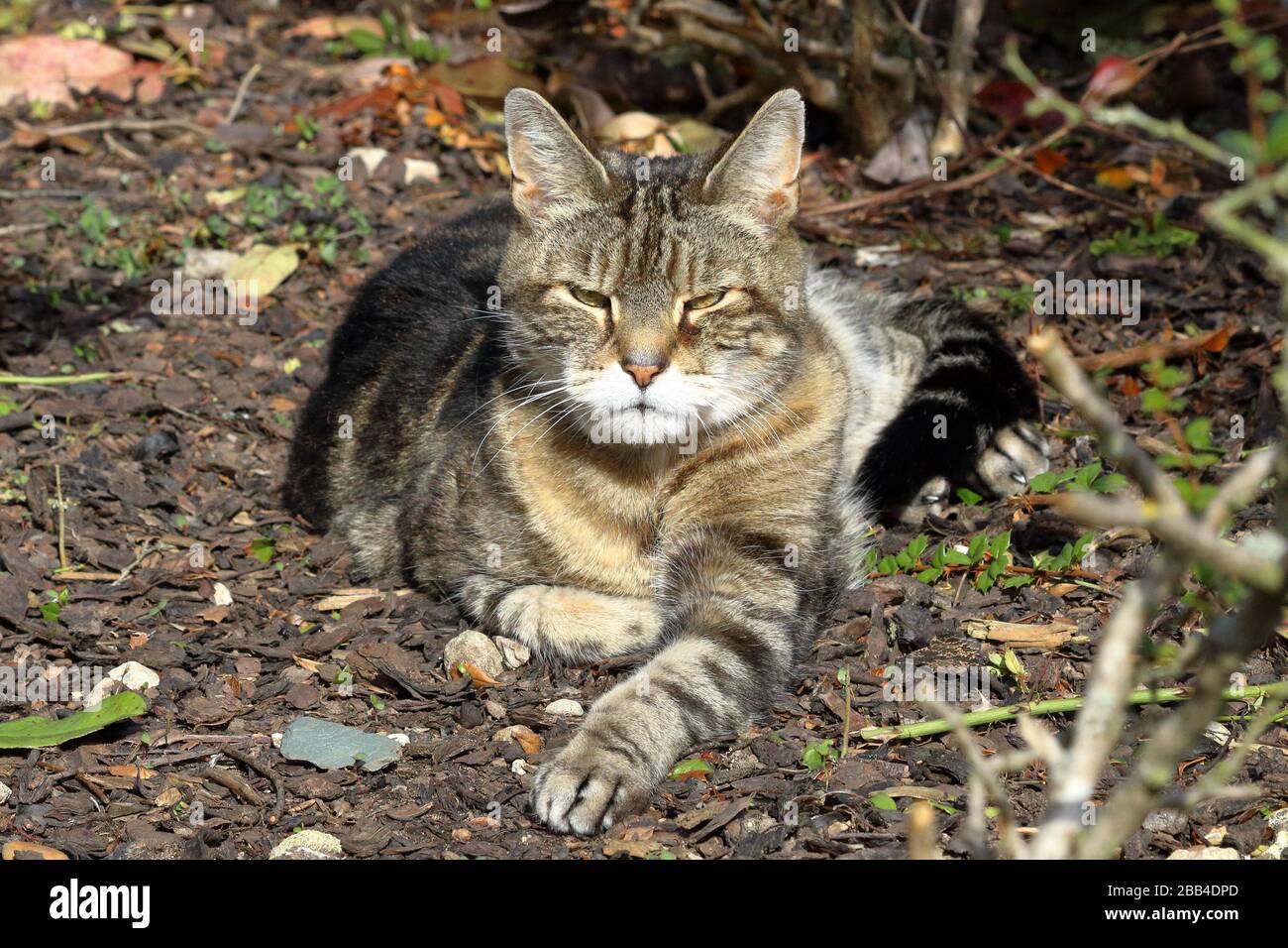 a pet cat laid in the sunshine Stock Photo - Alamy