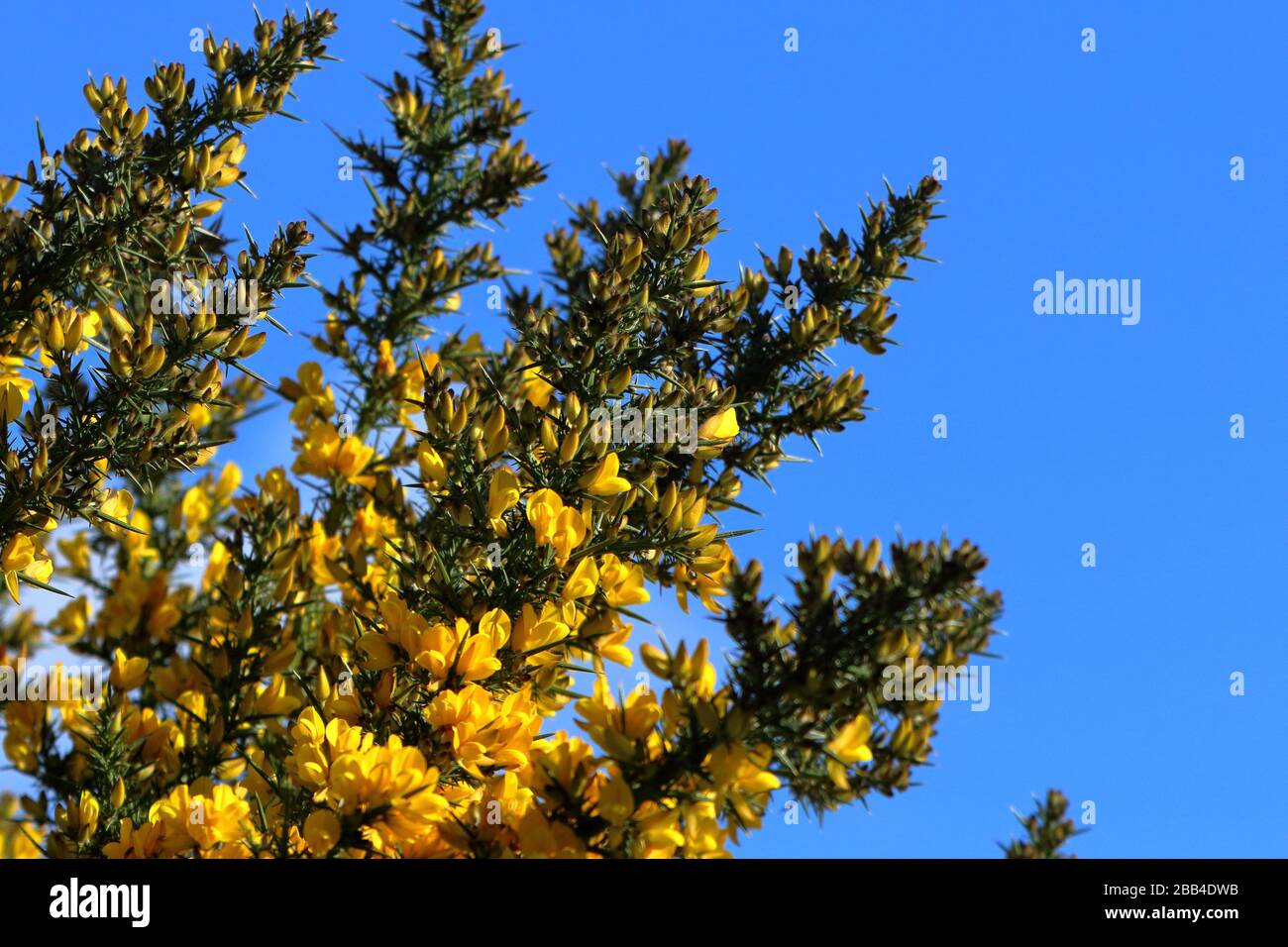 Common Gorse (Ulex europaeus) in flower against a blue sky Stock Photo ...