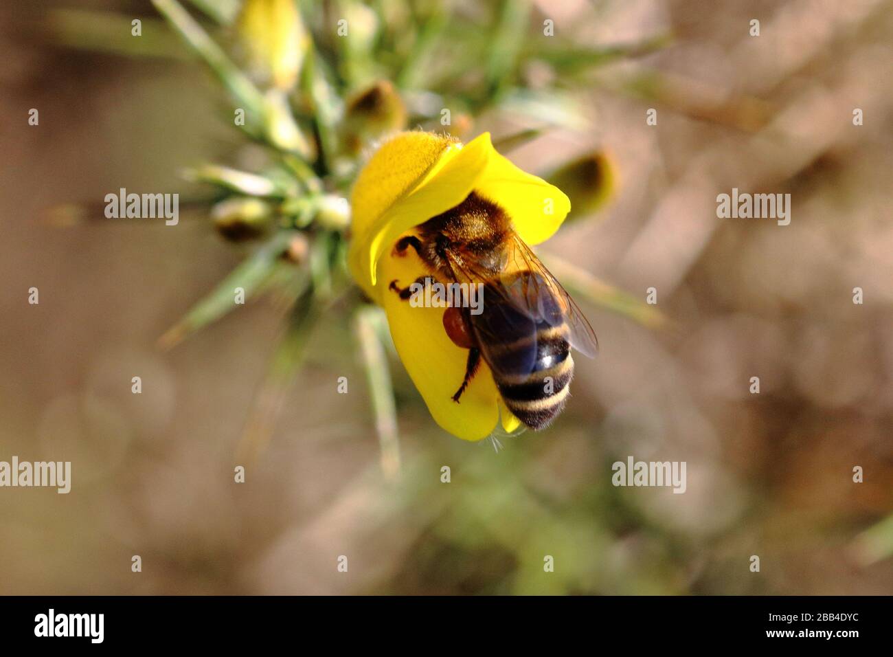 honey bee (Apris mellifera) foraging Stock Photo - Alamy