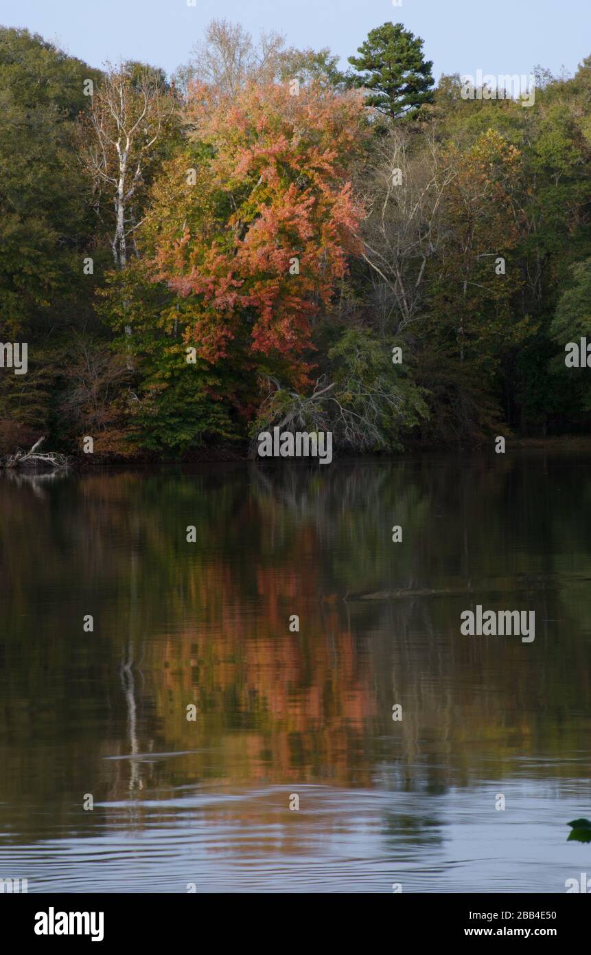 Fall color along the river at Landsford Canal State Park, South ...