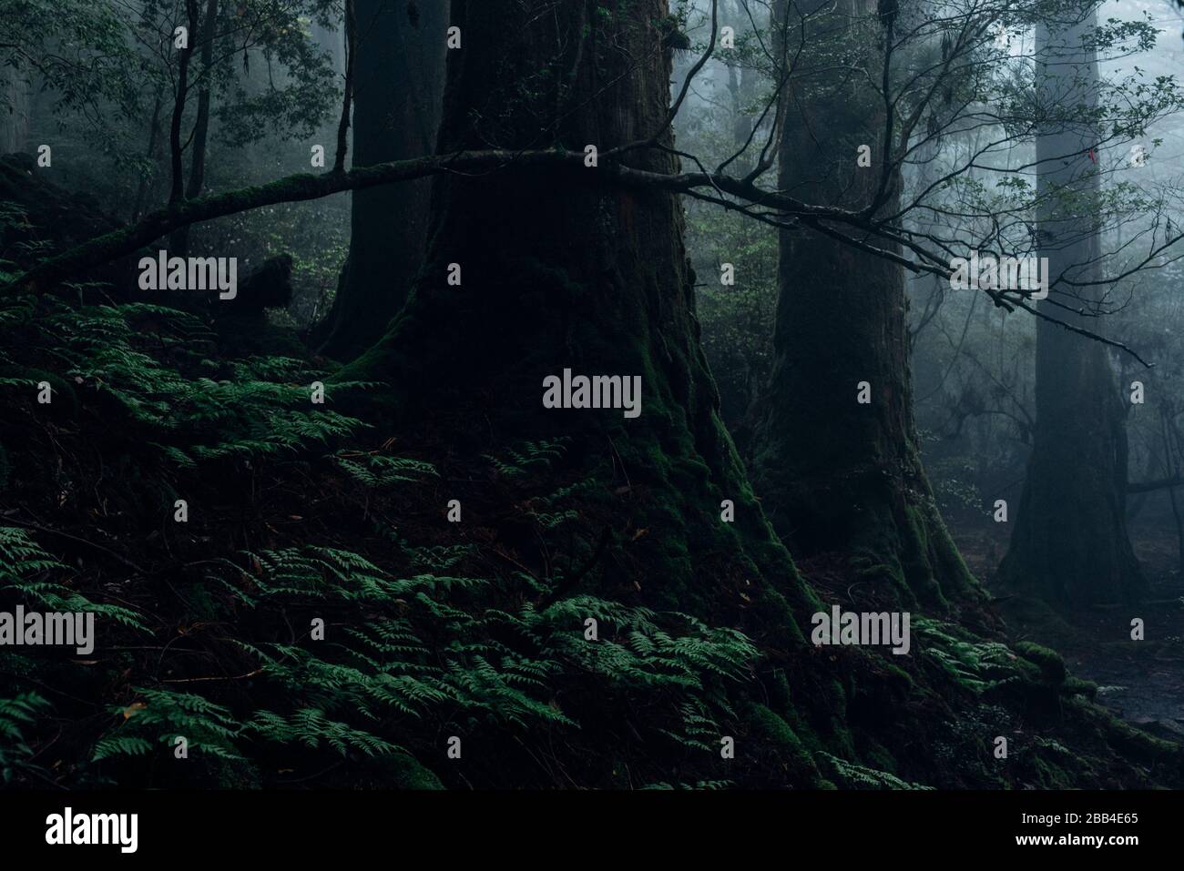 Yakushima cedar hi-res stock photography and images - Alamy