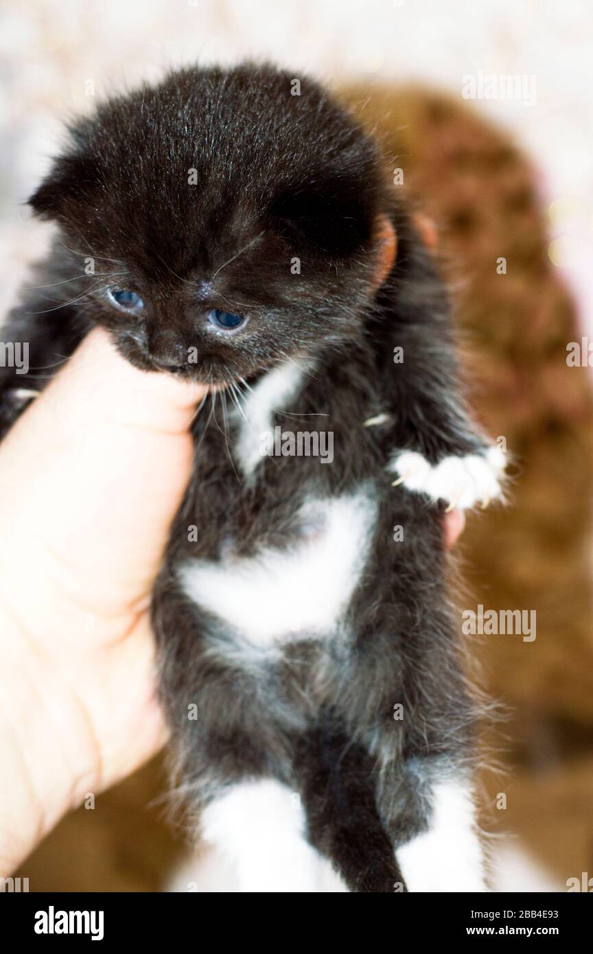 Multi colour cat hi-res stock photography and images - Alamy