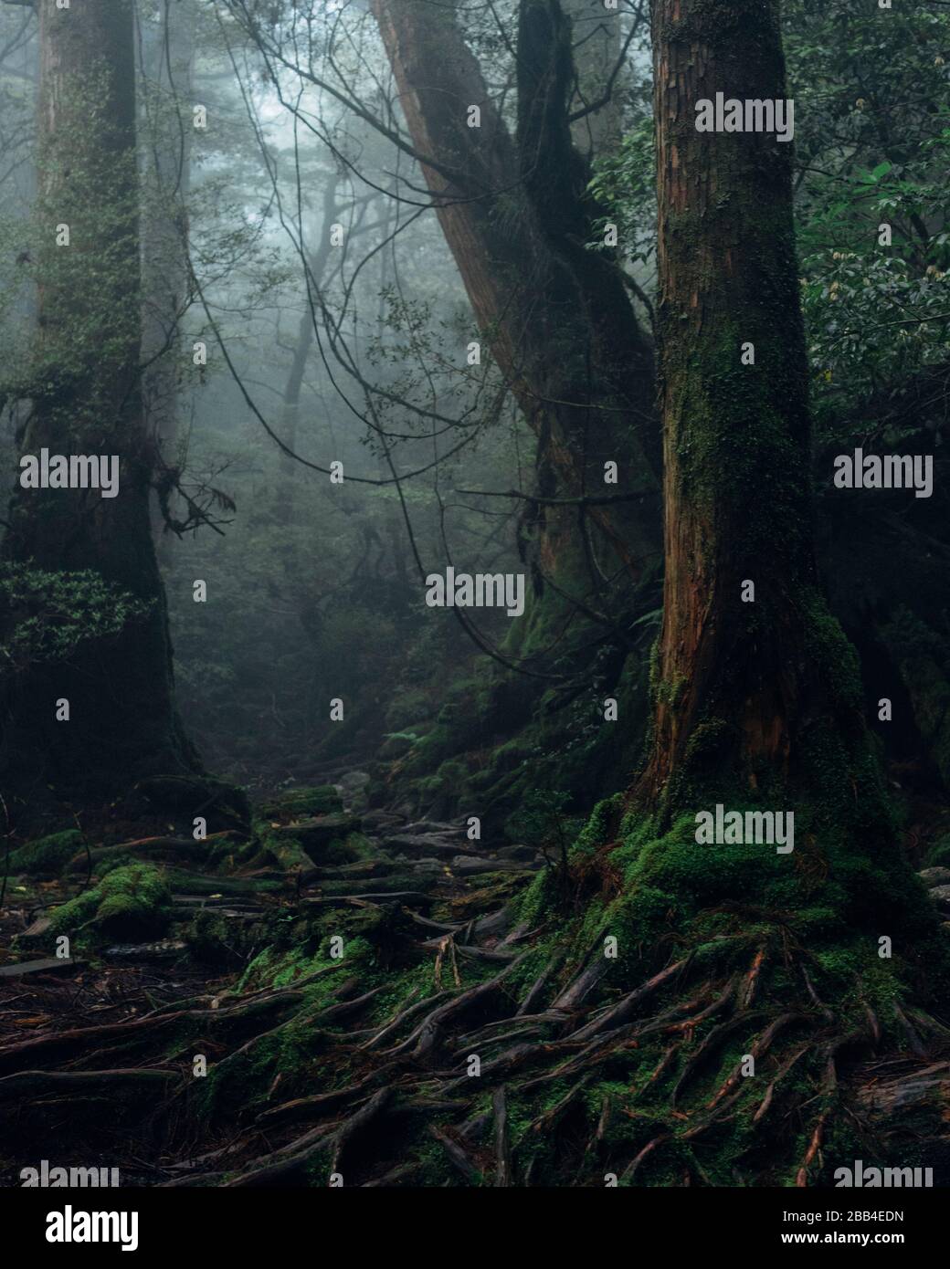 Yakushima cedar hi-res stock photography and images - Alamy