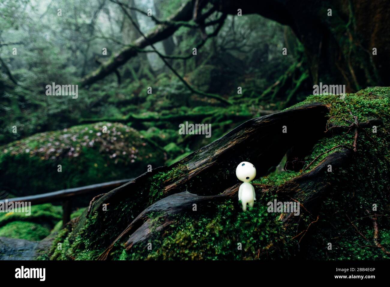 Moss covered forest in Yakushima, Japan Stock Photo - Alamy