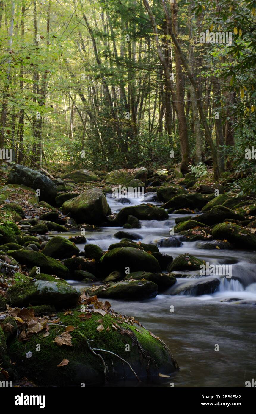 Steam cascades through rocks and tall trees at the Great Smoky ...