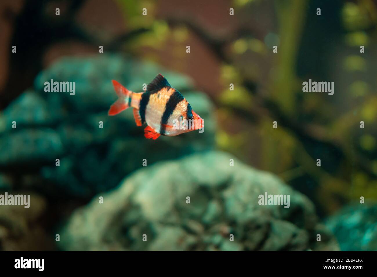 Colorful Freshwater Fish Tank