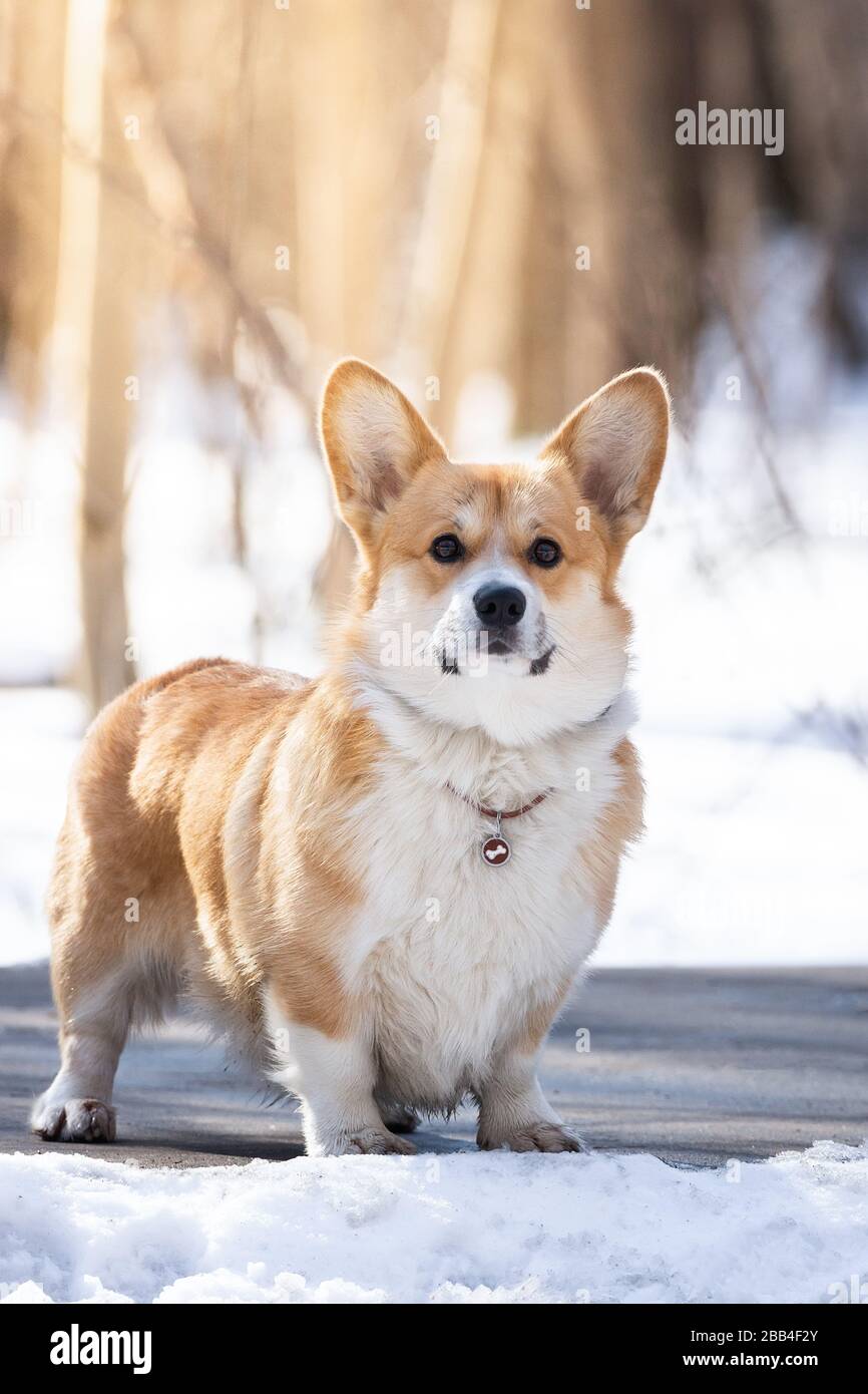 welsh corgi dog pembroke in winter in the snow, winter photo welsh ...