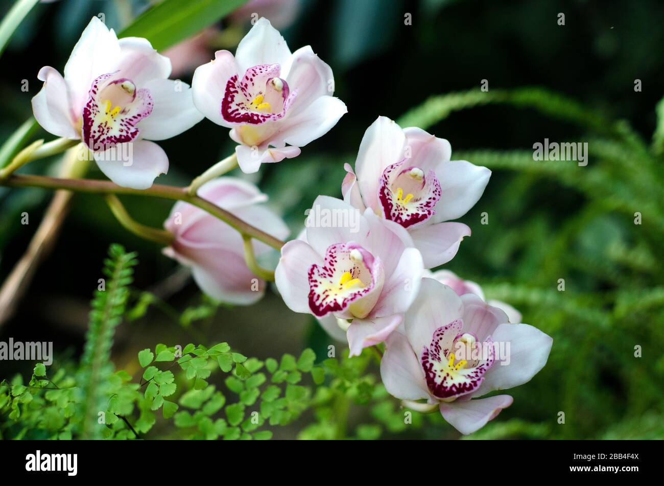 Delicate orchids with green plants in the distance at a botanical ...