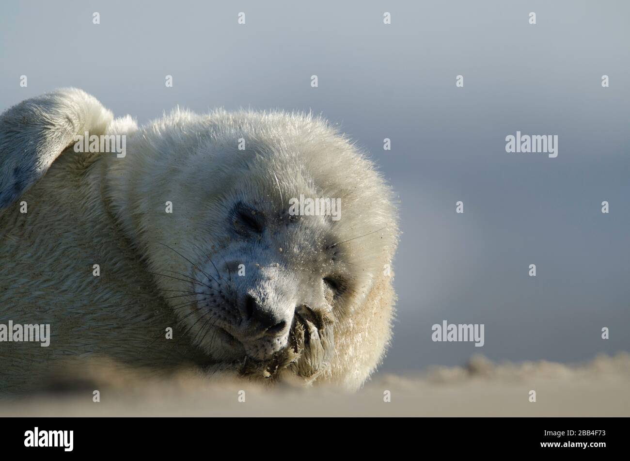Grey Seal Pup at Winterton on sea beach Stock Photo - Alamy