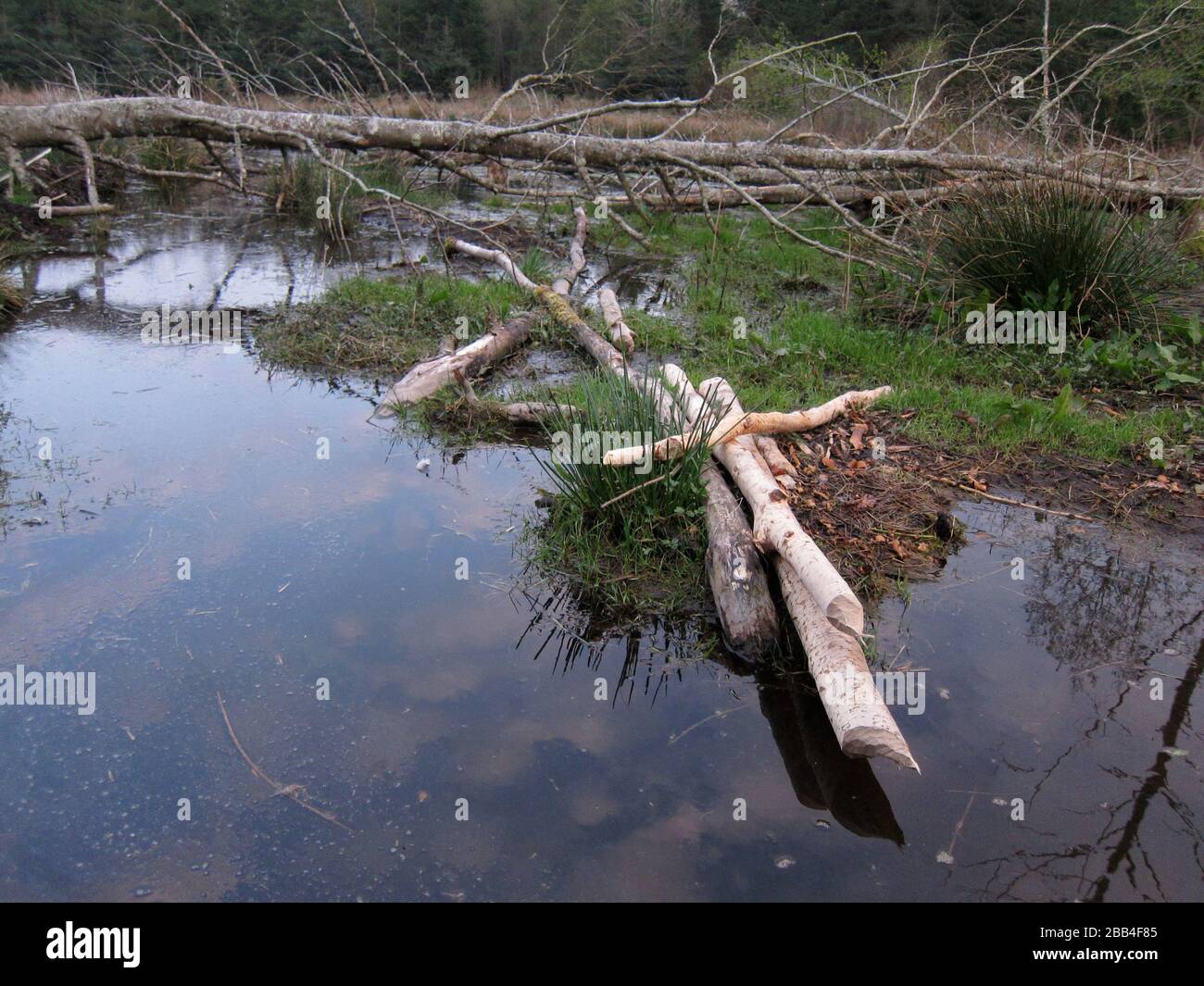Trees felled by beavers in Scotland Stock Photo - Alamy