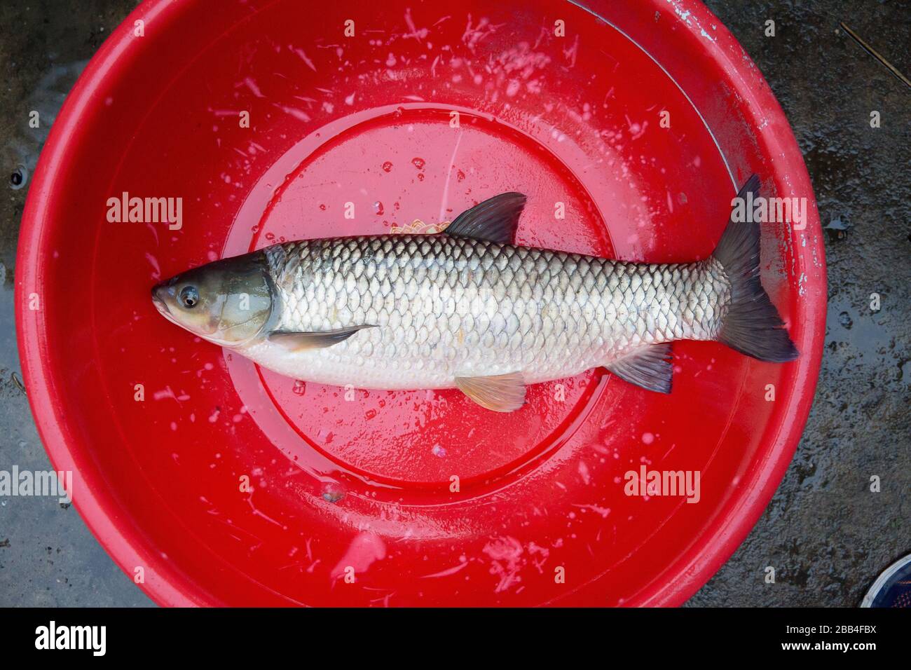 A fresh fish in a red bucket Stock Photo - Alamy