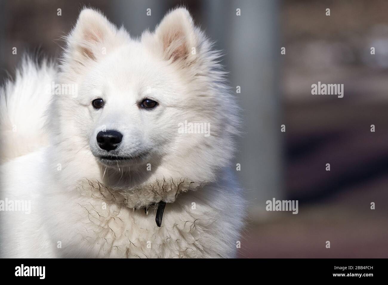 White Samoyed Puppy Dog Outdoor In Park Stock Photo - Alamy