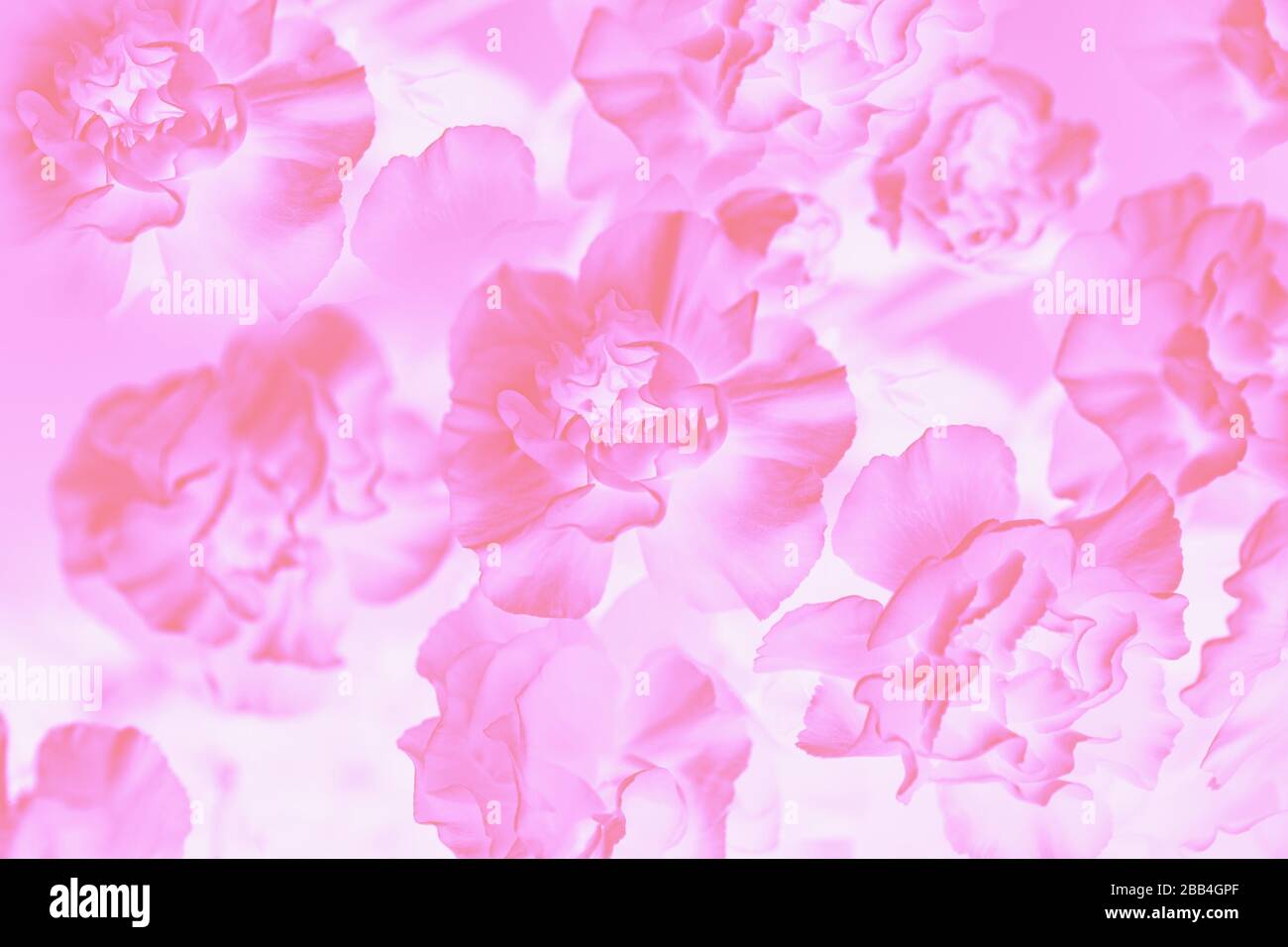 Pink abstract background. Floral gradient background, carnation flowers ...