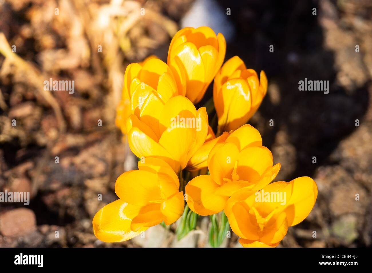 Spring primroses. Blooming crocuses in a green meadow. Crocuses as a ...