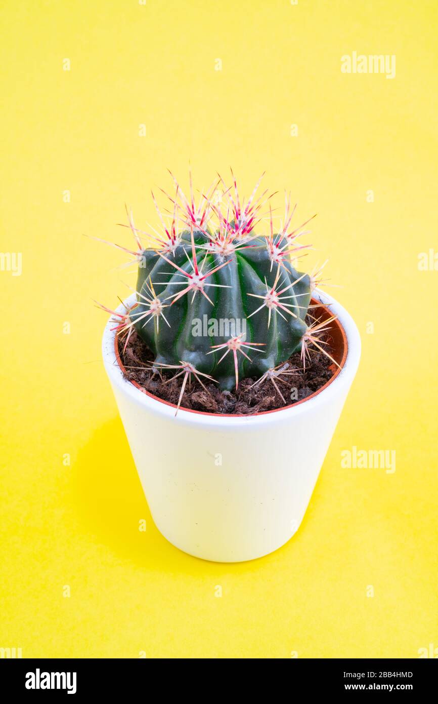 A small house cactus plant, an image taken at rugfoot studios. Photo ...