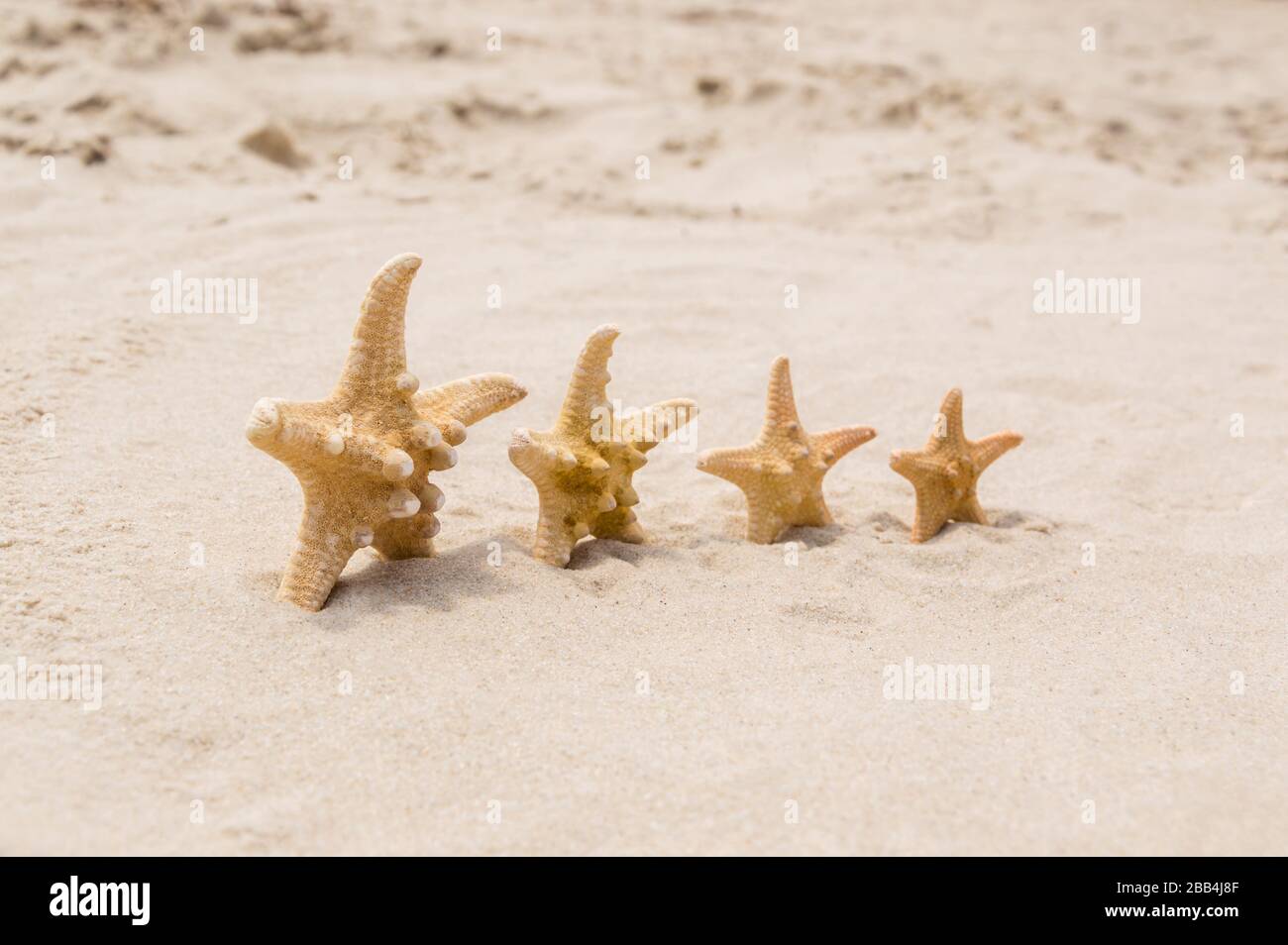 Seastar hi-res stock photography and images - Alamy
