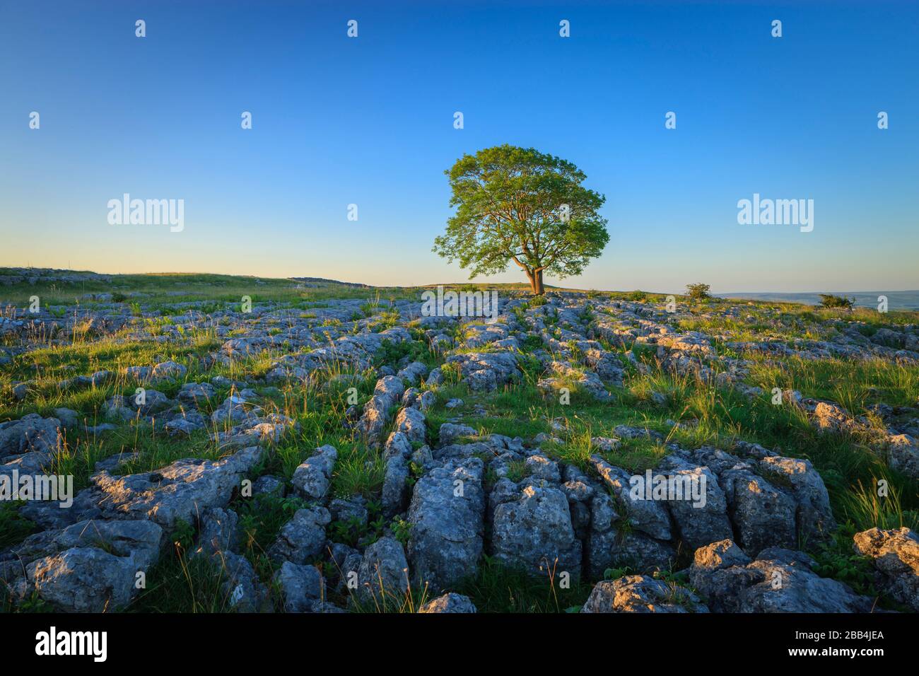 Lone tree on Gordale Scar Malham Craven North Yorkshire England Stock ...
