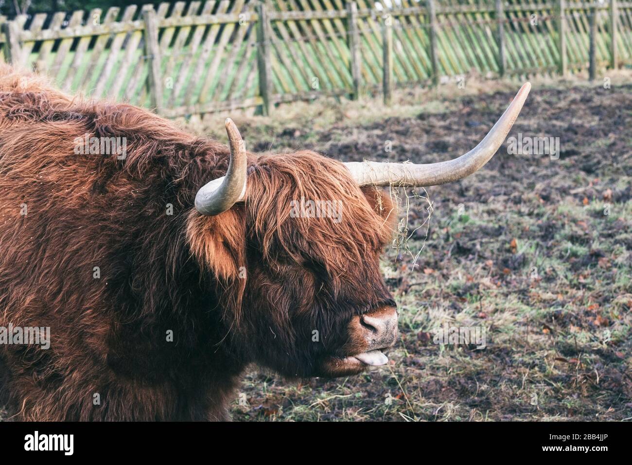 Highland cattle (cow) also called long-haired Highland cow, hairy cow ...