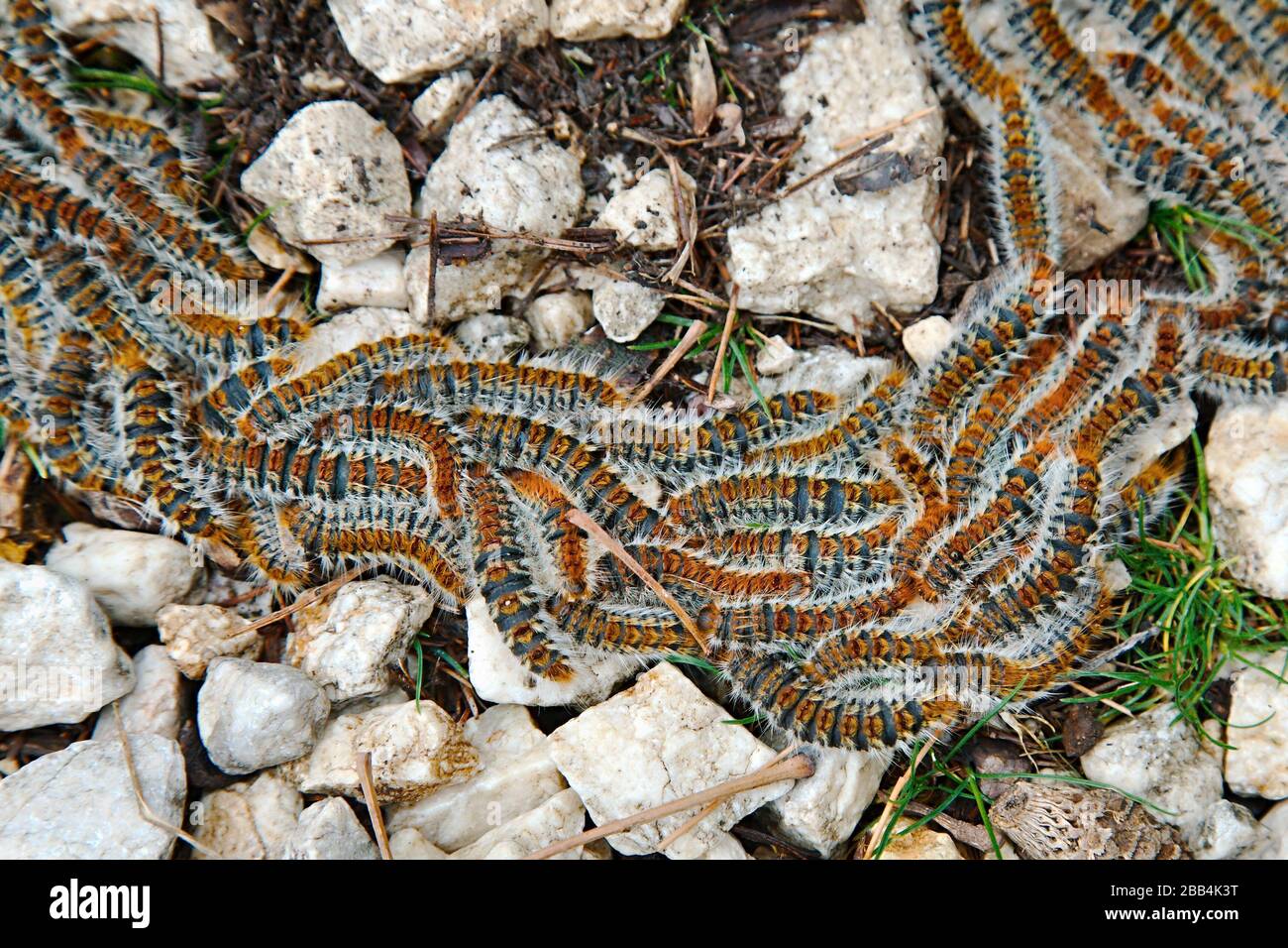 Caterpillars crawling in swarm Stock Photo - Alamy
