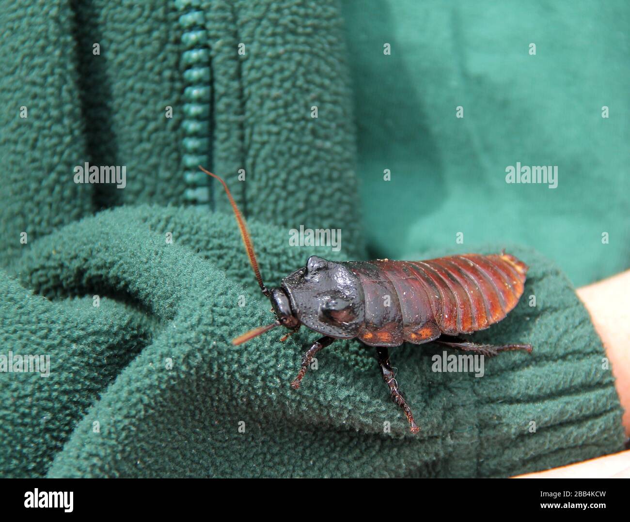 Madagascan beetle nature hi-res stock photography and images - Alamy