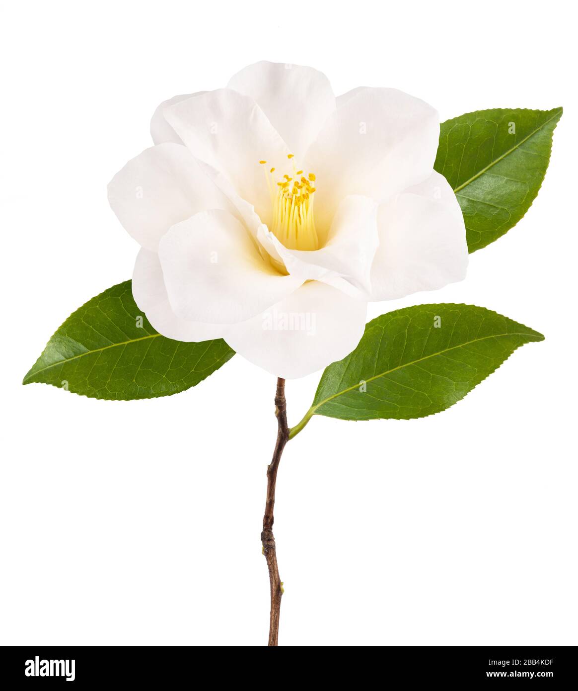 camellia branch with flower isolated on white Stock Photo - Alamy