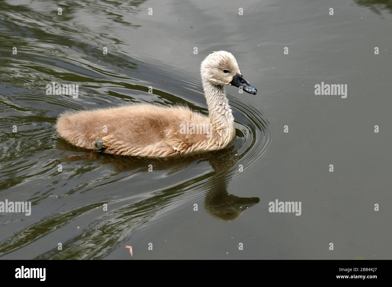 cygnet on the river stour throop june Stock Photo - Alamy