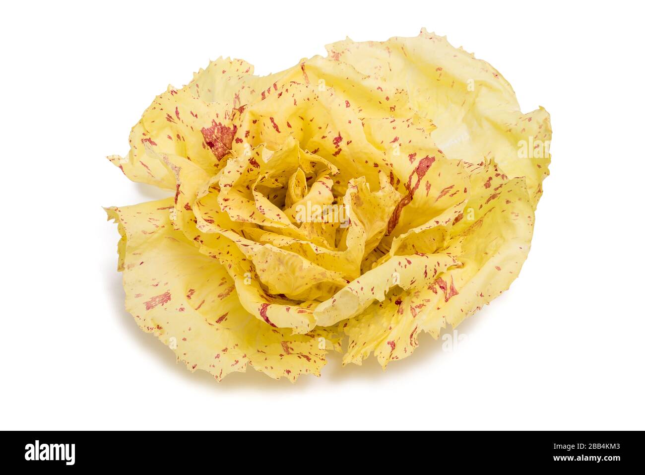 variegated Chicory isolated on white background Stock Photo - Alamy