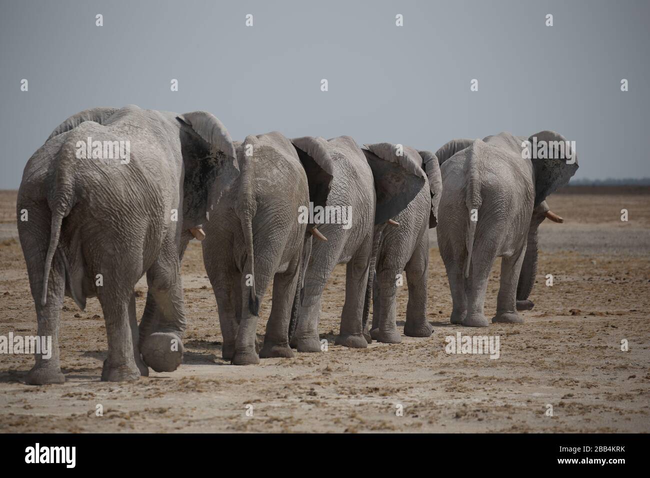 Five large male elephants walk over the Etosha plain national park of ...
