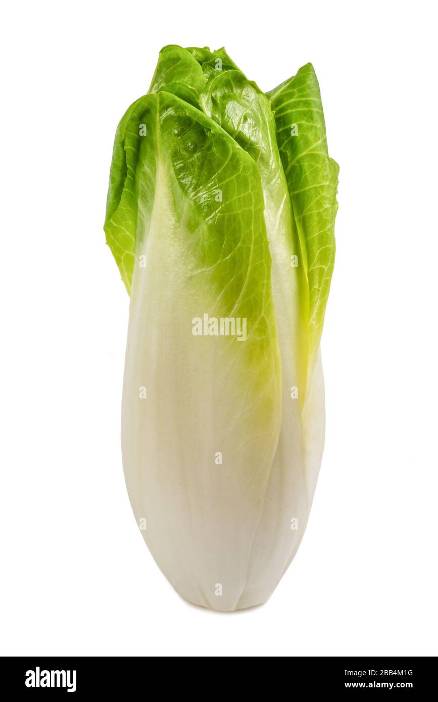 Fresh belgian endive isolated on white background Stock Photo - Alamy