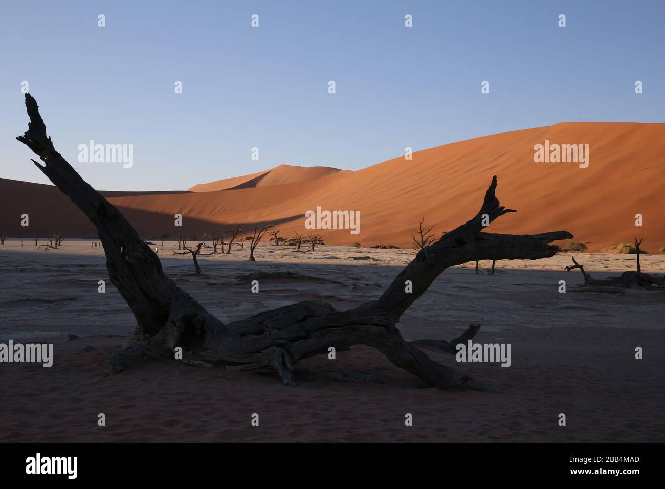 Surreal landscape of dead trees on a salt pan in front of sand dunes in ...