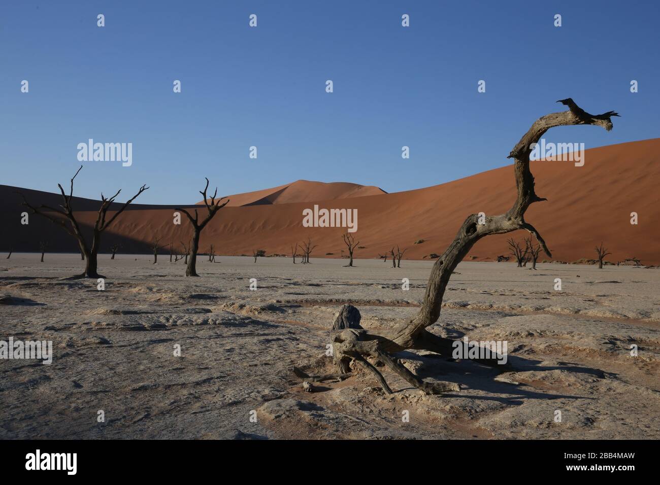 Surreal landscape of dead trees on a salt pan in front of sand dunes in ...
