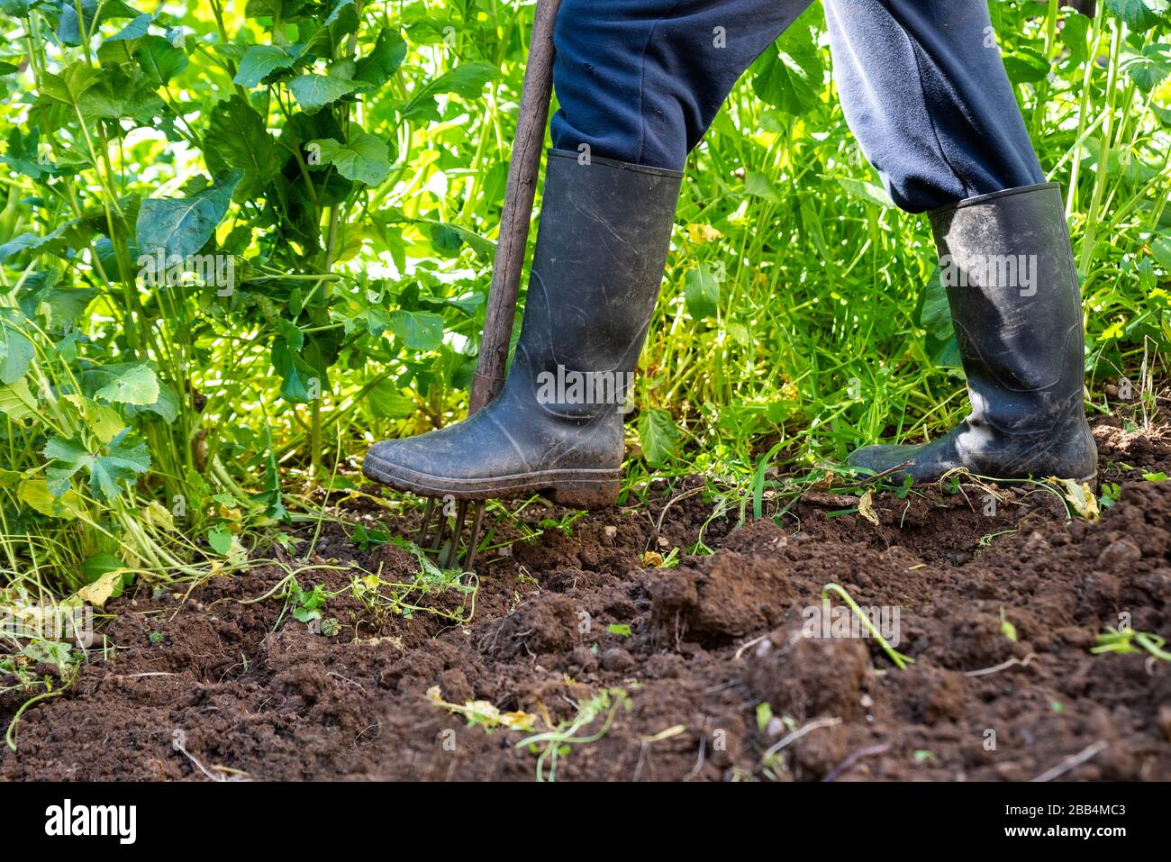 Man is digging spring soil with spading fork. Work in a garden Stock ...