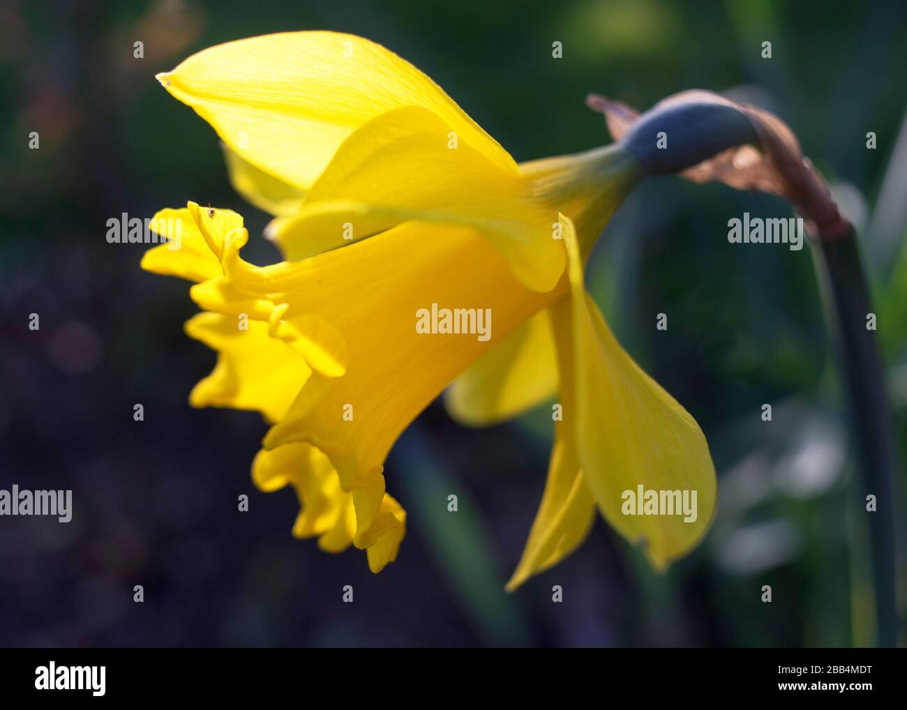 White daffodill hi-res stock photography and images - Alamy