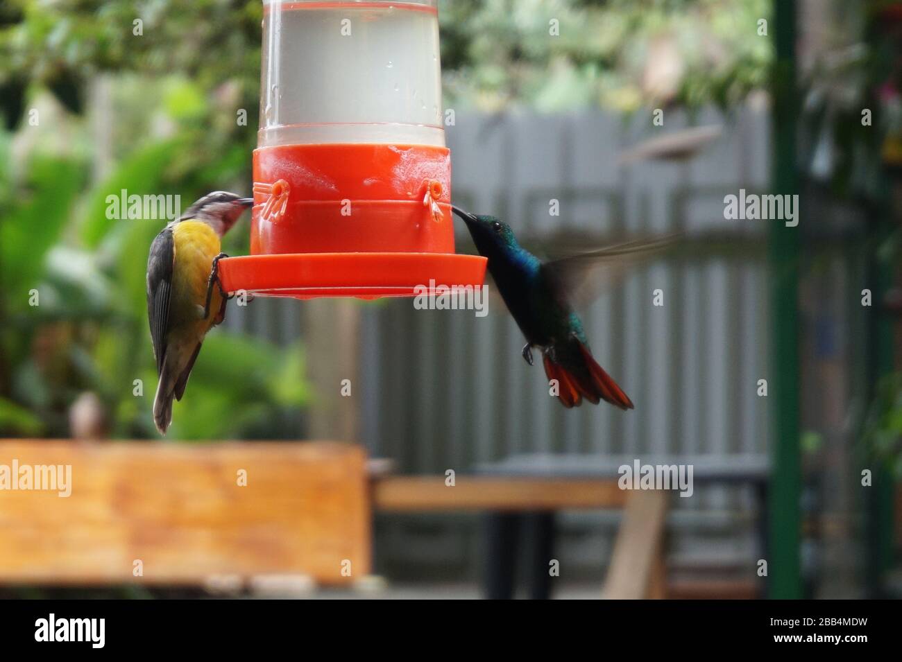Colibri and tit sharing food Stock Photo - Alamy